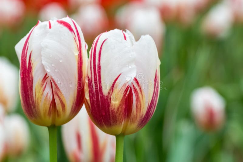 Two Tulips in Bloom Closeup Stock Image - Image of macro, green: 113368469