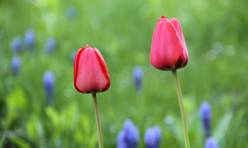 Two tulips stock image. Image of nice, beautiful, gardening - 70306595
