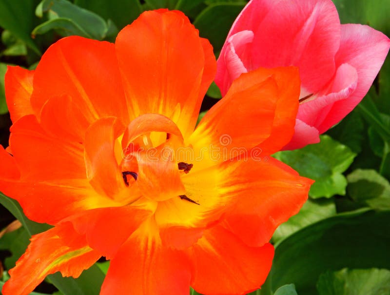 Two tulips stock photo. Image of leaf, floral, march - 93227980