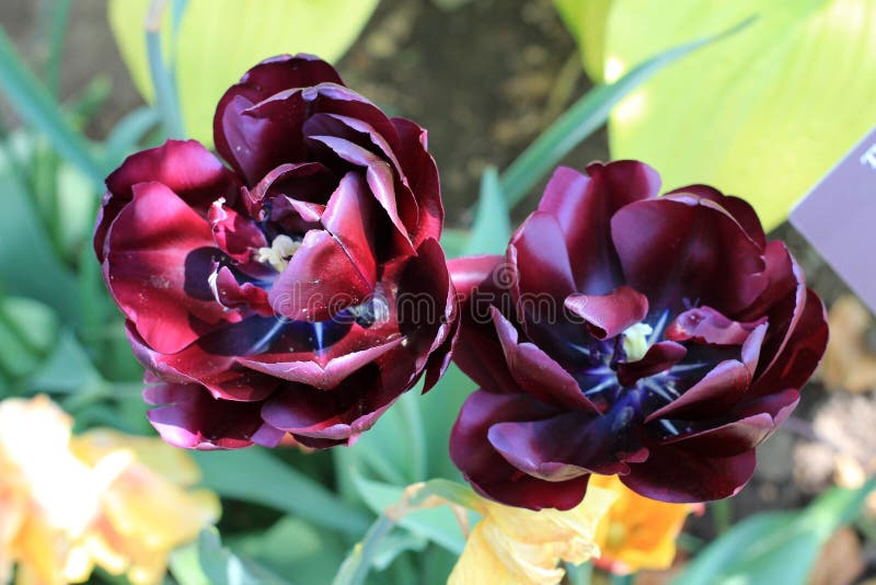 Two Tulips stock photo. Image of tulip, leaves, flower - 77045320