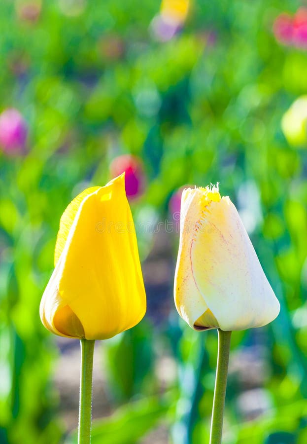 Two Tulips in Harmony Symbolizing Stock Image - Image of floral, meadow ...