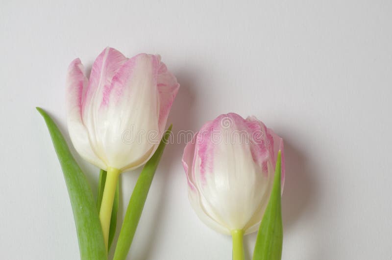 Tulips stock photo. Image of dream, romantic, flower - 49989254