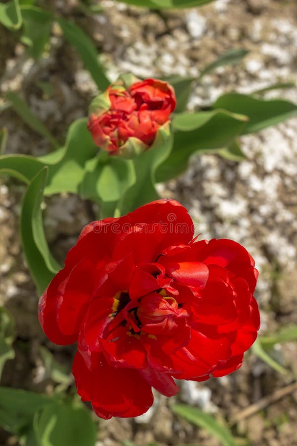 Two tulips stock photo. Image of background, flores, lovely - 63733760