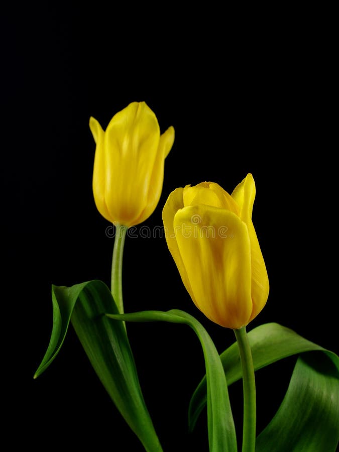 Two Tulips stock image. Image of garden, symbol, colorful - 87757603