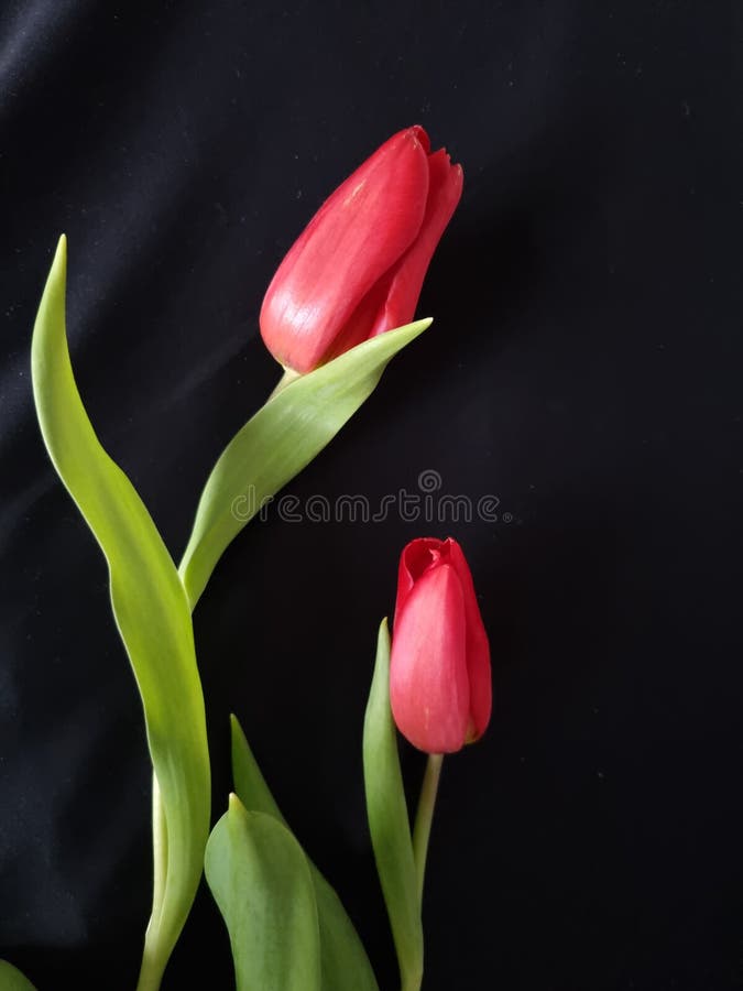 Two tulp flowers stock photo. Image of organ, tulip - 252038730