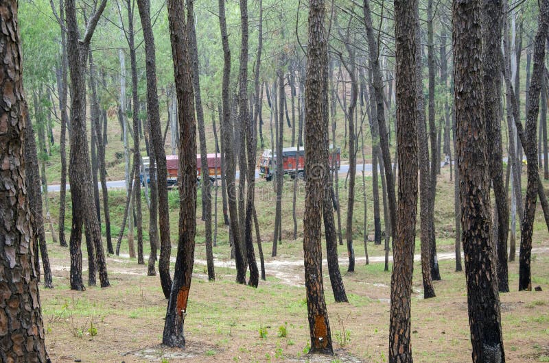 Two Turcks Standing Alone in Forest of Himachal Pradesh India Landscape ...