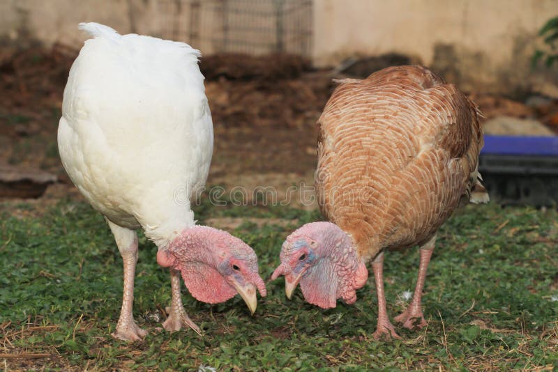 Two turkey in garden stock photo. Image of thanksgiving - 198356160