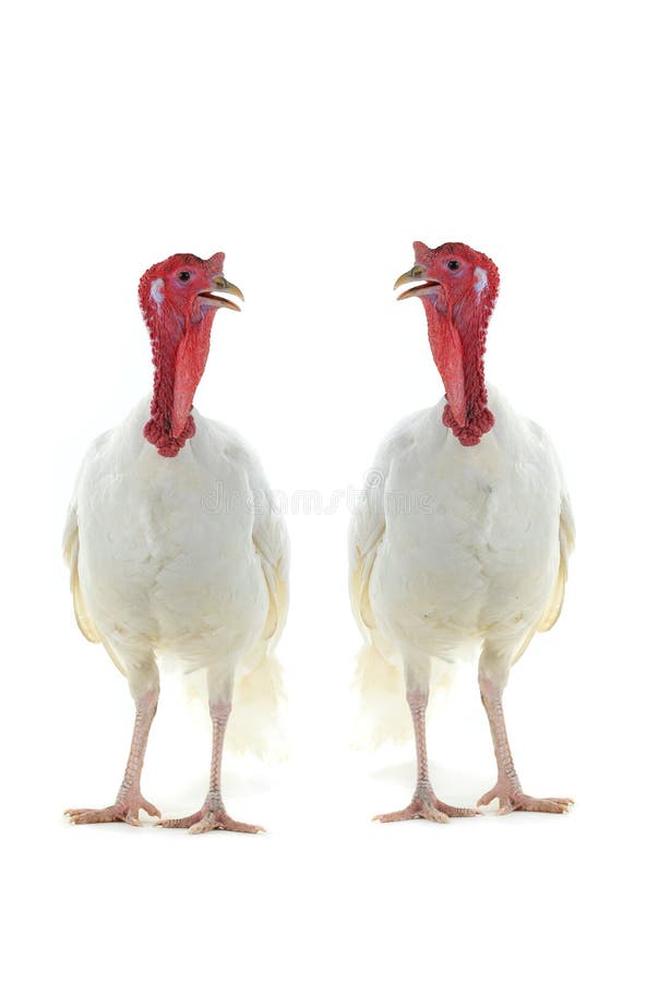 Two turkey stock photo. Image of avian, portrait, nature - 75242094