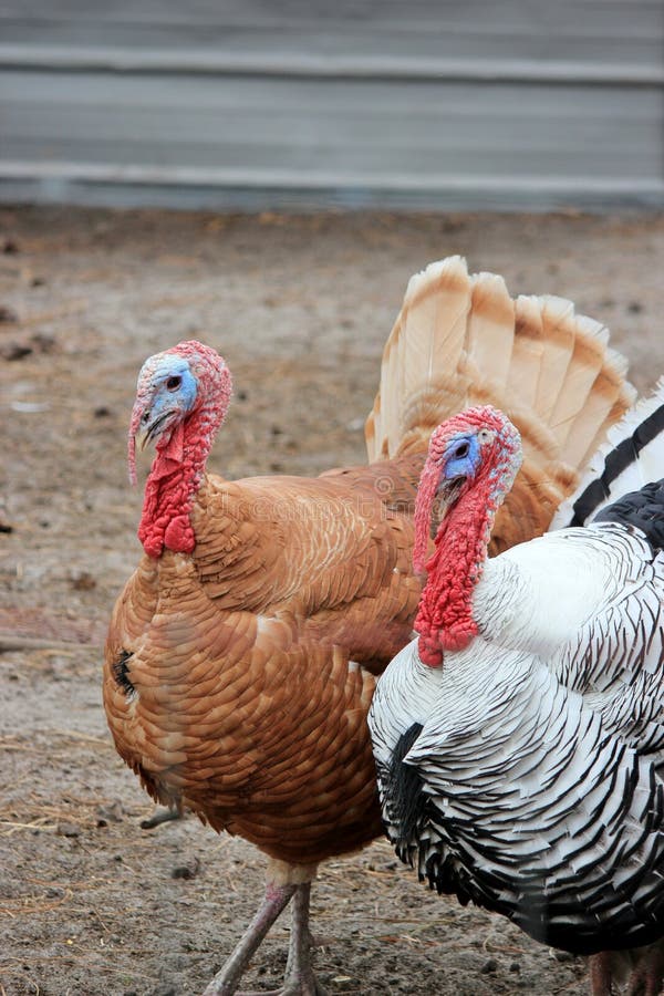 Two turkeys stock image. Image of stuff, cook, celebration - 22055075