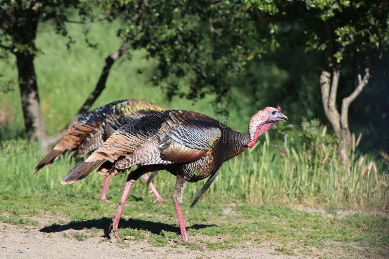 Two turkeys stock photo. Image of wild, hoffman, birds - 60227344