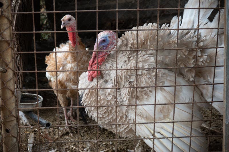 Two Turkeys are in a Cage, One of Which is Brown and the Other is White ...