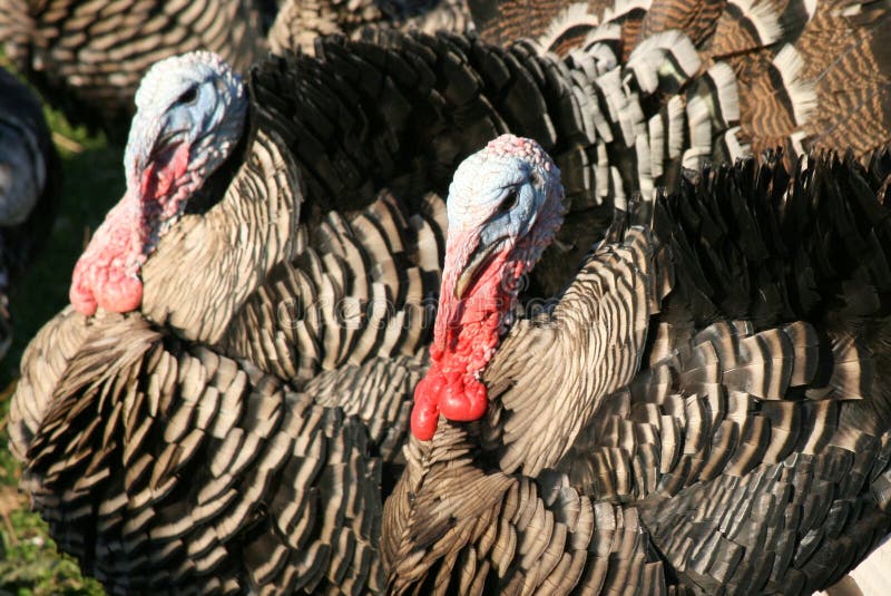 Two Turkeys stock photo. Image of closeup, thanksgiving - 84429814