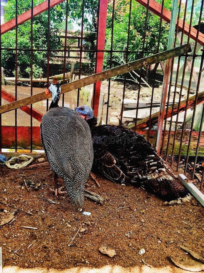 Two turkeys in the coop stock photo. Image of slide - 254099268