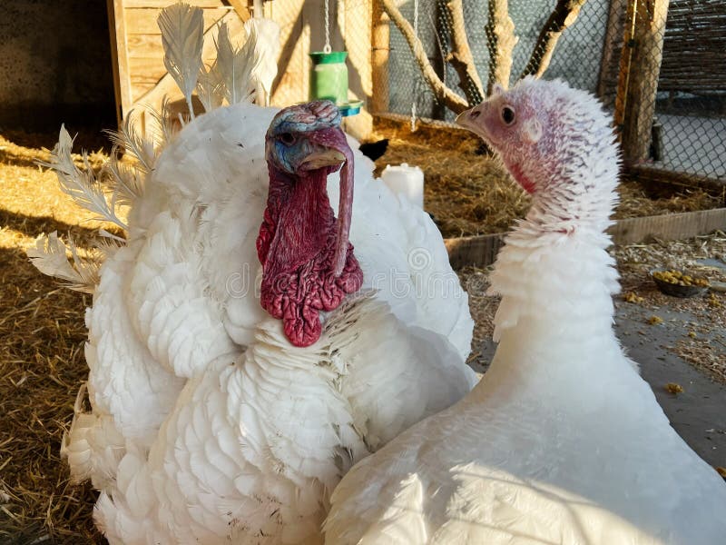 Two Turkeys Interacting in a Rural Farm Setting with Natural Lighting ...