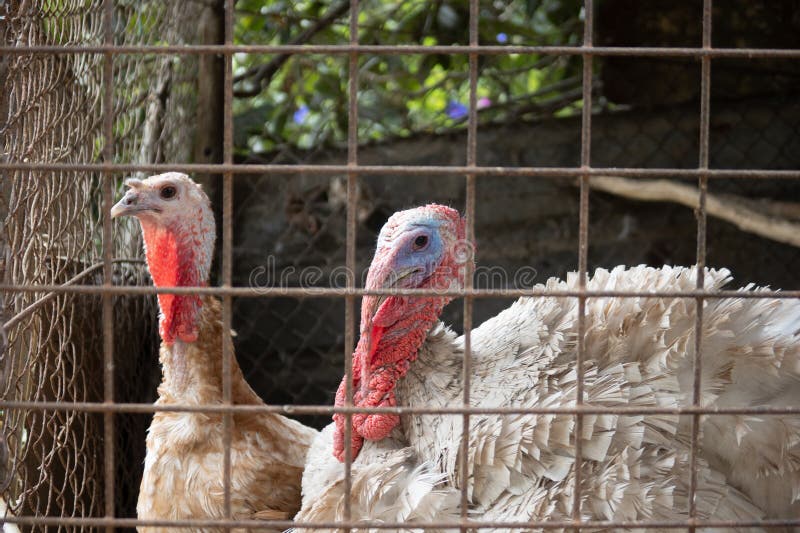 Two turkeys in a pen stock image. Image of fowl, feather - 335759975