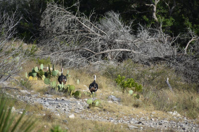 Two Turkeys Running in the Wild Stock Photo - Image of nature, escape ...