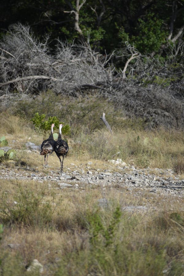 Two Turkeys Running in the Wild Stock Photo - Image of isolated, event ...