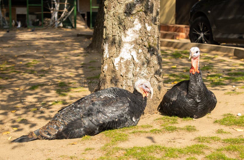 Two Turkeys Sitting on the Grass Stock Image - Image of earth, grows ...