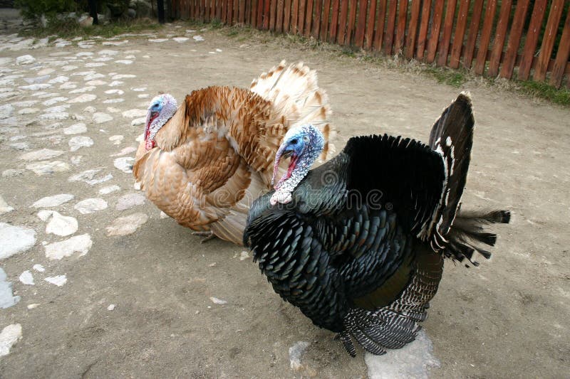 Two turkeys stock photo. Image of outdoors, black, shot - 76233272