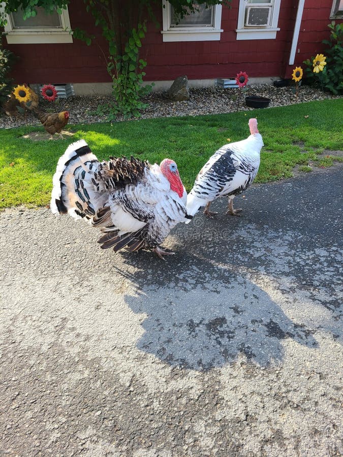 Two Turkeys Wandering Around in the Yard Stock Image - Image of bird ...