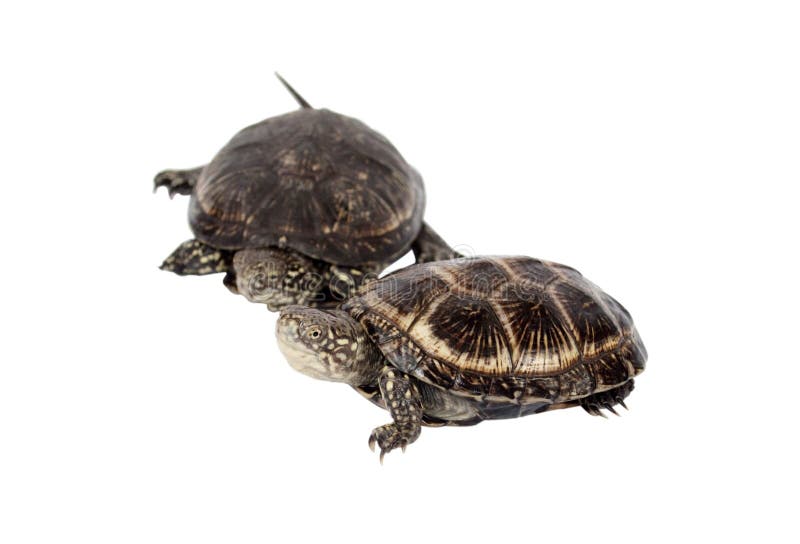 Two turtles stock photo. Image of young, walk, terrapins - 2203496