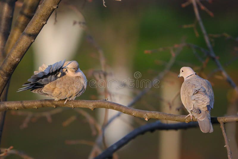 Two Turtle Doves on a Branch Stock Photo - Image of sparrow, perched ...
