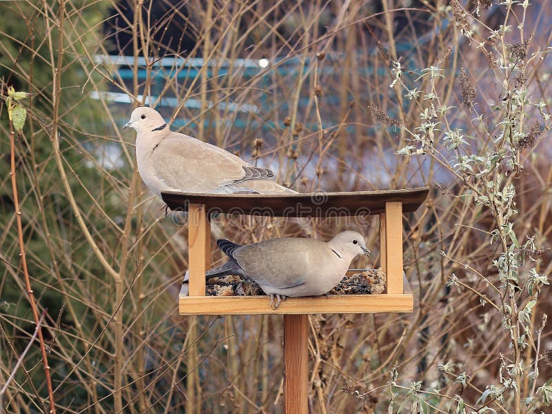Two turtle doves stock image. Image of beige, brown - 139483357