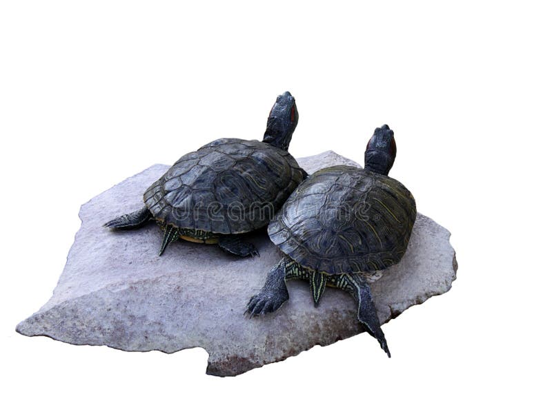 Two turtles stock image. Image of stone, background, turtles - 16373685