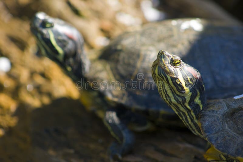 Two turtles stock photo. Image of turtles, detailed, tortoises - 3230216