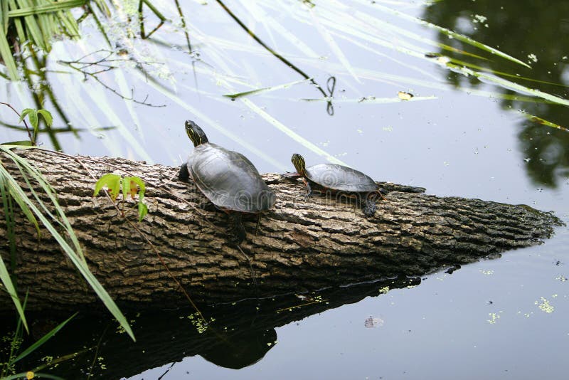 Two Turtles Picture. Image: 6014785