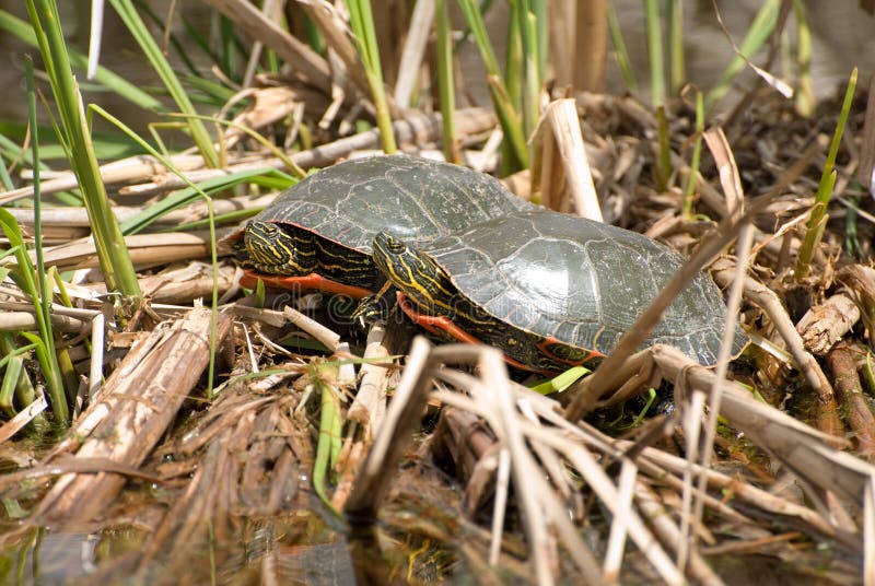 Two Turtles stock photo. Image of shell, aquatic, plants - 9682820
