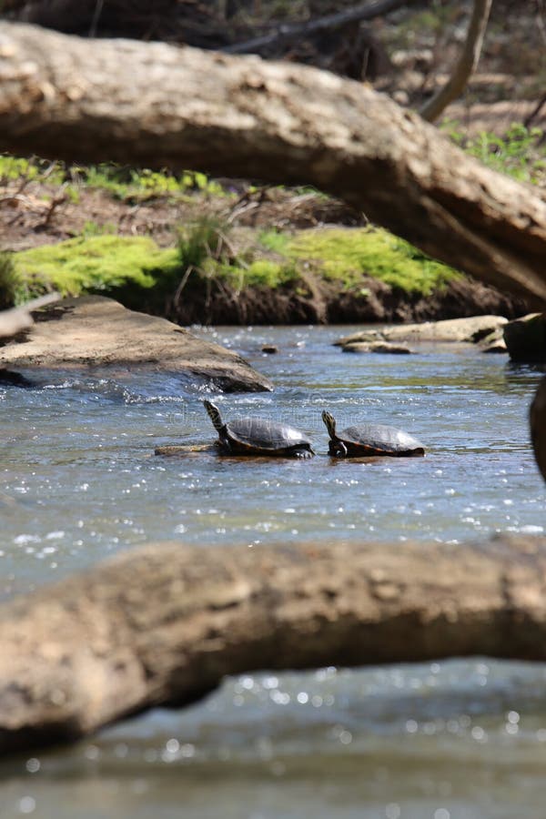 Two Red-bellied Turtles Lifting Heads To Sun on Submerged Rock in ...
