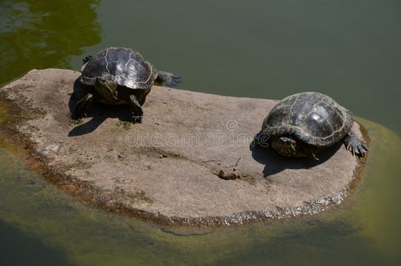 Two Turtles Basking on a Rock Stock Image - Image of basking, garden ...