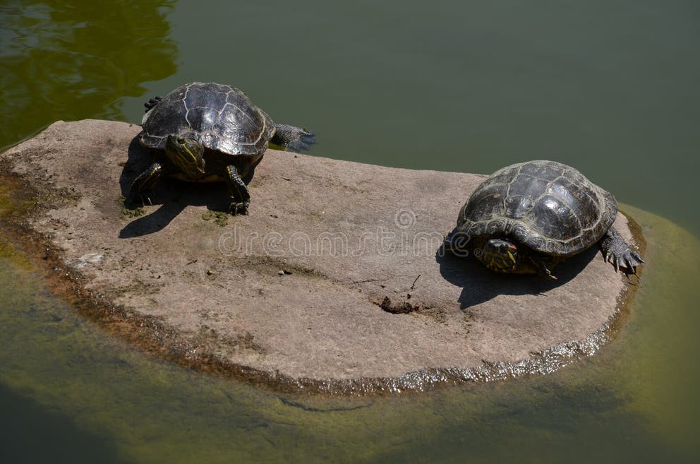 Two Turtles Basking on a Rock Stock Image - Image of basking, garden ...