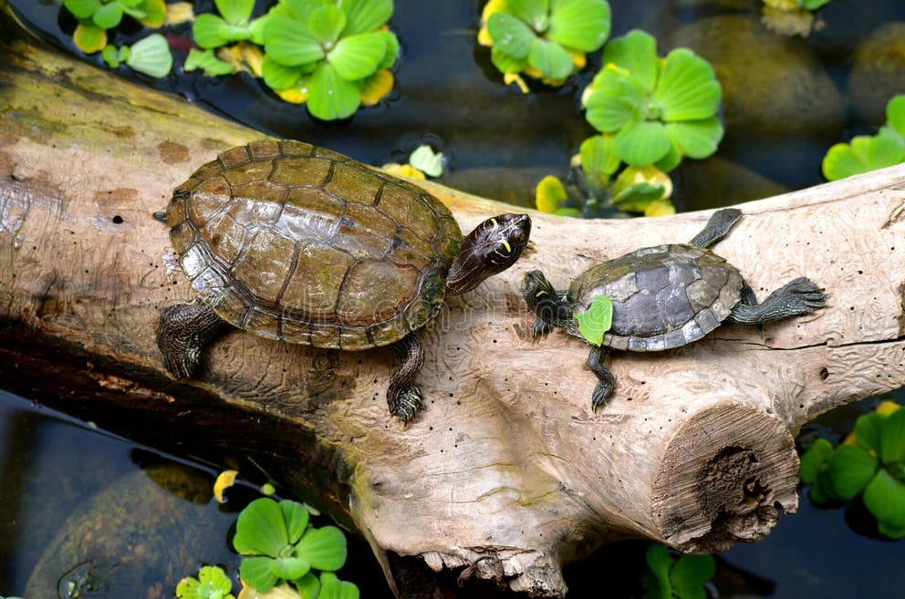Two Turtles on a branch stock image. Image of lines, turtle - 40185809