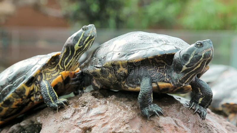 Sea Turtles Close-up in the Zoo Stock Video - Video of closeup ...