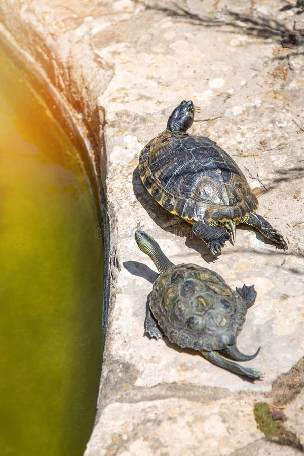 Two Turtles Crawling Along the Edge of an Artificial Pond in the Park. Stock Image - Image of ...
