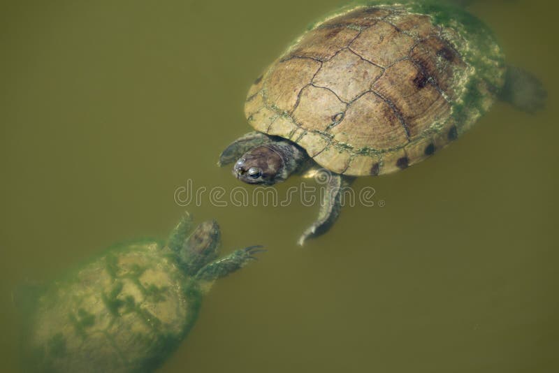 Two Turtles Facing Each Other in the Water Stock Image - Image of ...