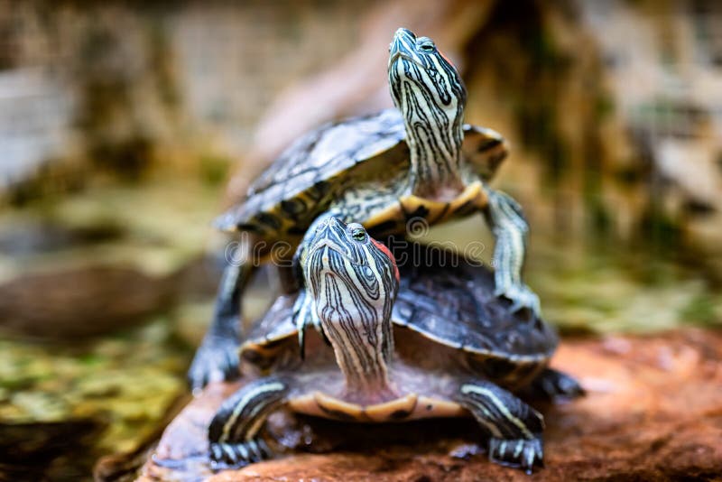 Two Turtles in the Forest. Turtle As Symbol of Wisdom, Patience and ...