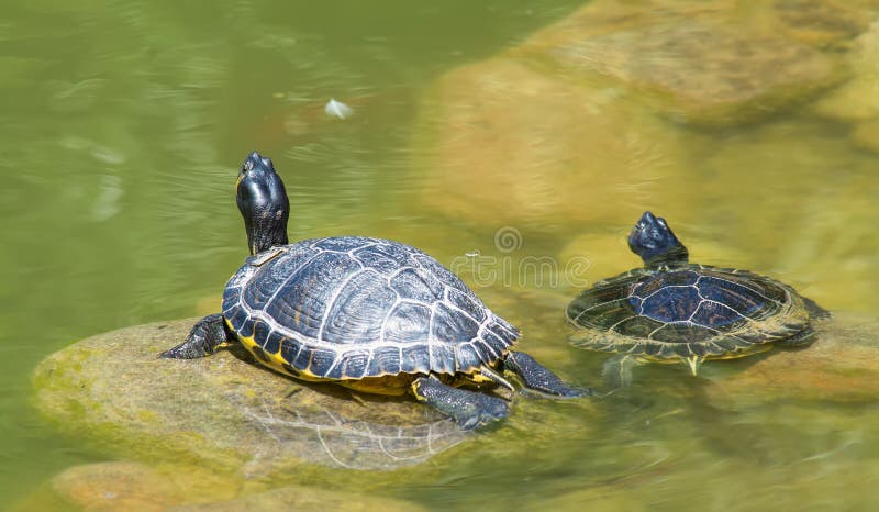 Two turtles stock image. Image of life, reptilian, land - 44878343
