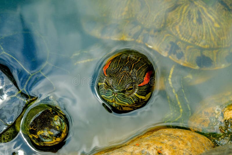 Turtles Head in Moroccan Lake Near Ouarzazate, Morocco Stock Image ...