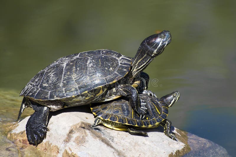 Two turtles stock photo. Image of sunning, pair, nature - 60536842
