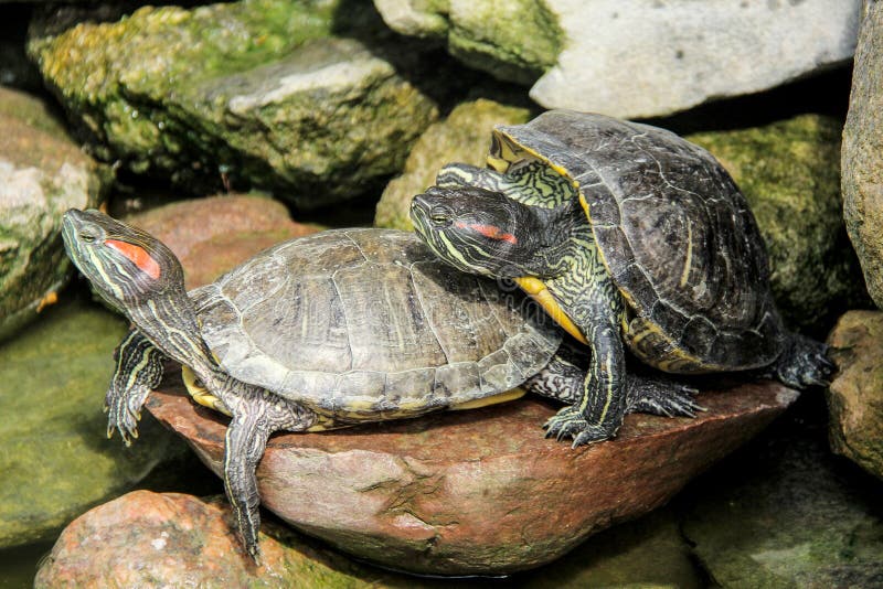 Two turtles stock image. Image of reef, life, amphibian - 94302651