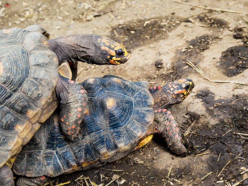 Two turtles mating stock image. Image of female, mating - 99392829