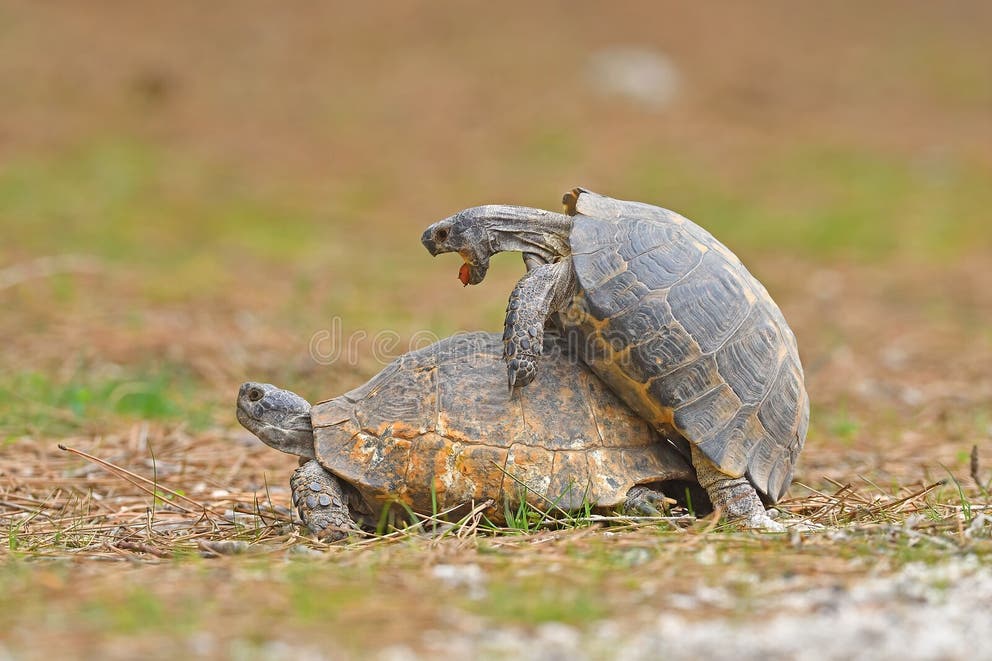Two Turtles Mating. Turtle Mating Moment Stock Photo - Image of large ...