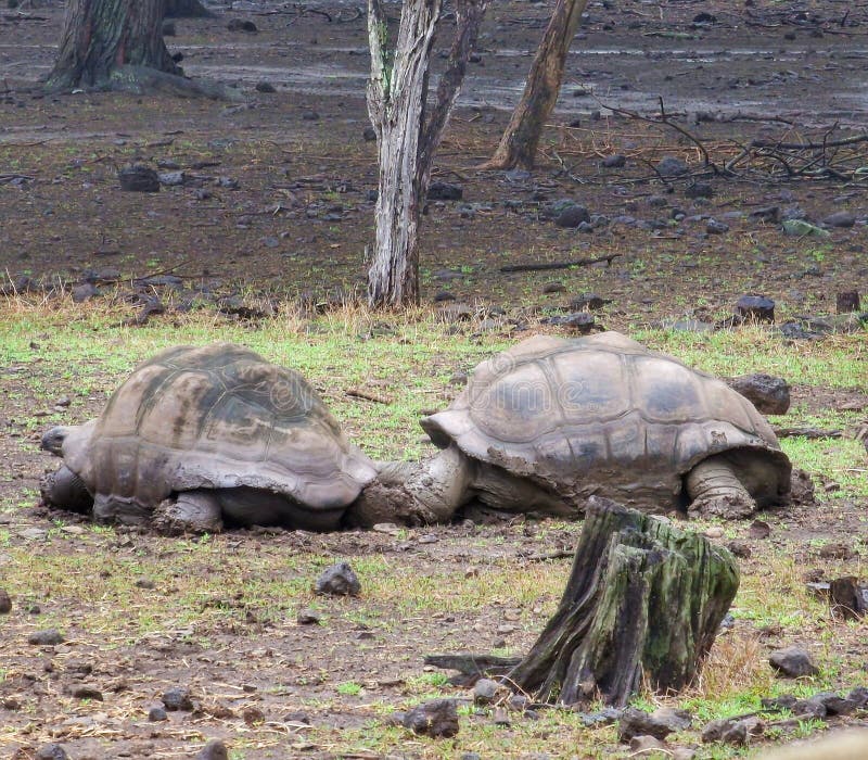 Two Turtles in a Mauritius Safari Park. Stock Image - Image of reptile ...
