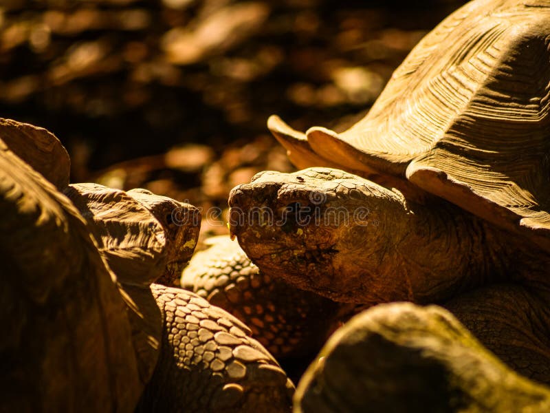 Two Turtles Meeting in the Sunset Stock Photo - Image of sharp ...