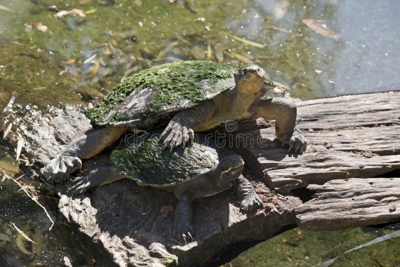 Two turtles together stock photo. Image of cold, australia - 125380636