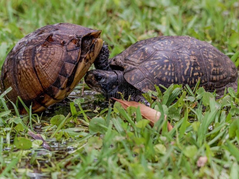 Two Turtles One Turtle is Rubbing Its Head Against Another Turtle Stock ...