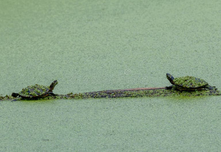 Two Turtles Sitting on Log in Water with Algae on Them Stock Image ...